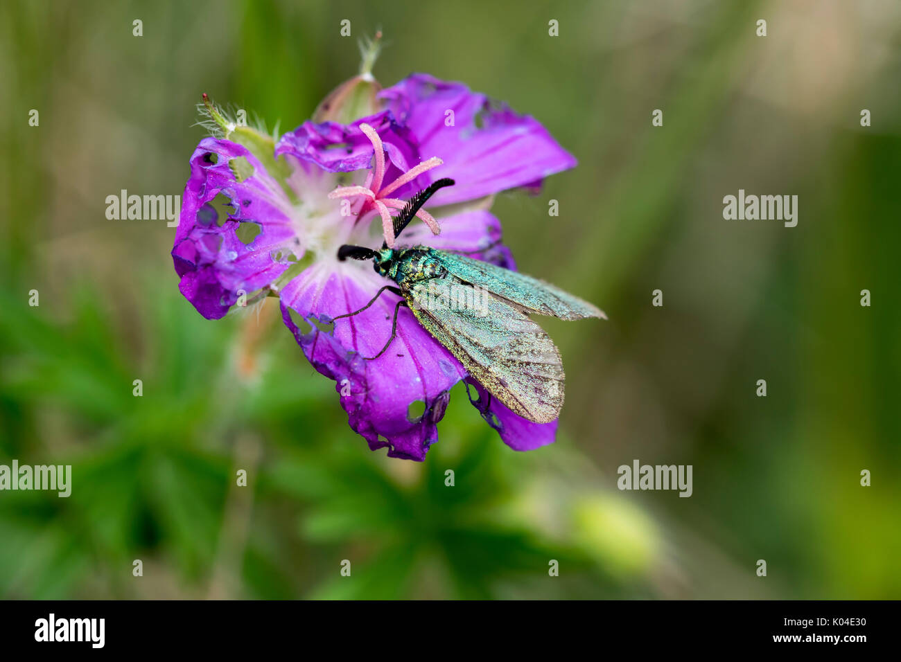 Forester moth hi-res stock photography and images - Alamy