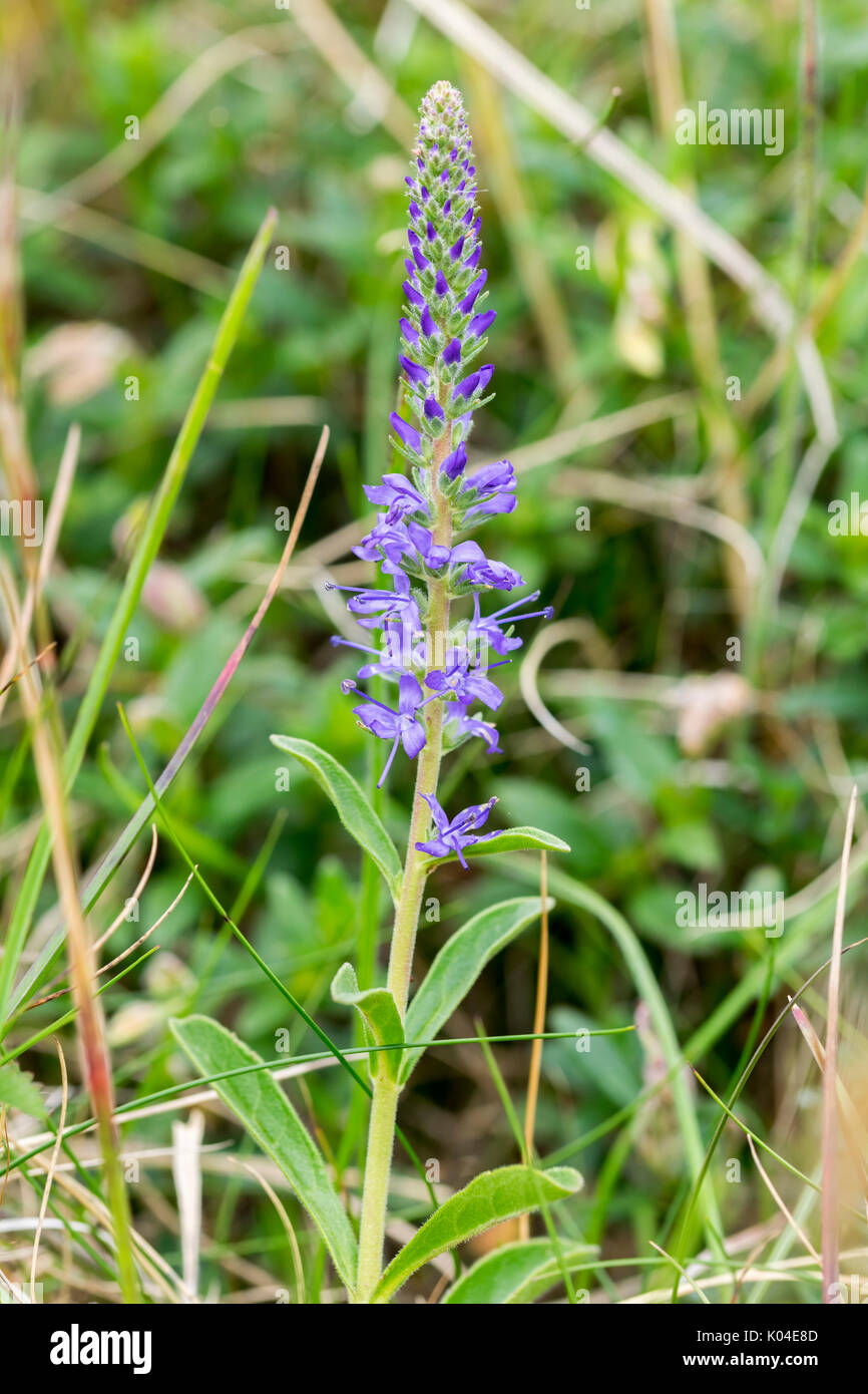 Spiked Speedwell growing on the Great Ormes Head North Wales Stock ...