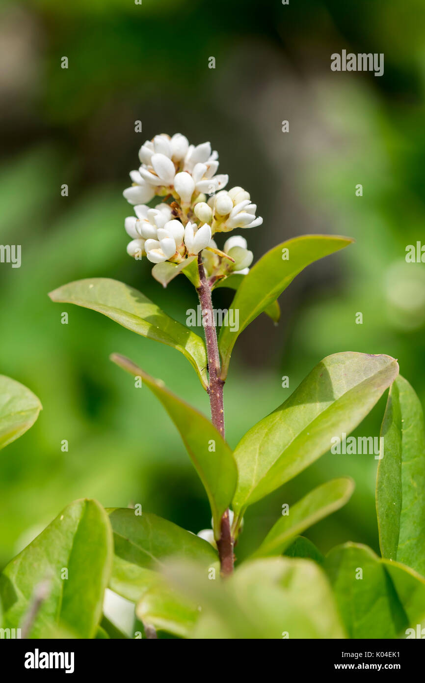 Common privet hi-res stock photography and images - Alamy