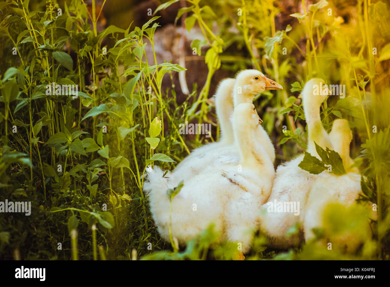 Five young goose together sit in the grass Stock Photo - Alamy