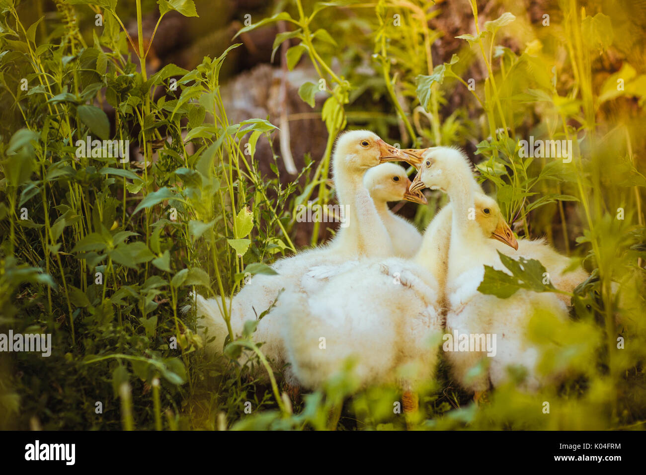 Five young goose together sit in the grass Stock Photo - Alamy