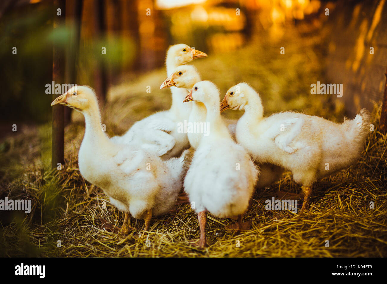 Five young goose together sit in the grass Stock Photo - Alamy