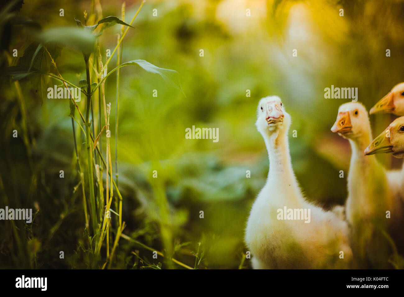Five young goose together sit in the grass Stock Photo - Alamy