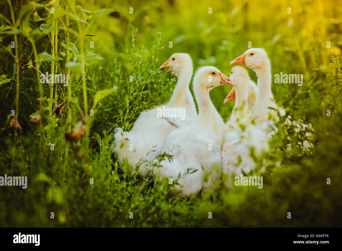 Five young goose together sit in the grass Stock Photo - Alamy