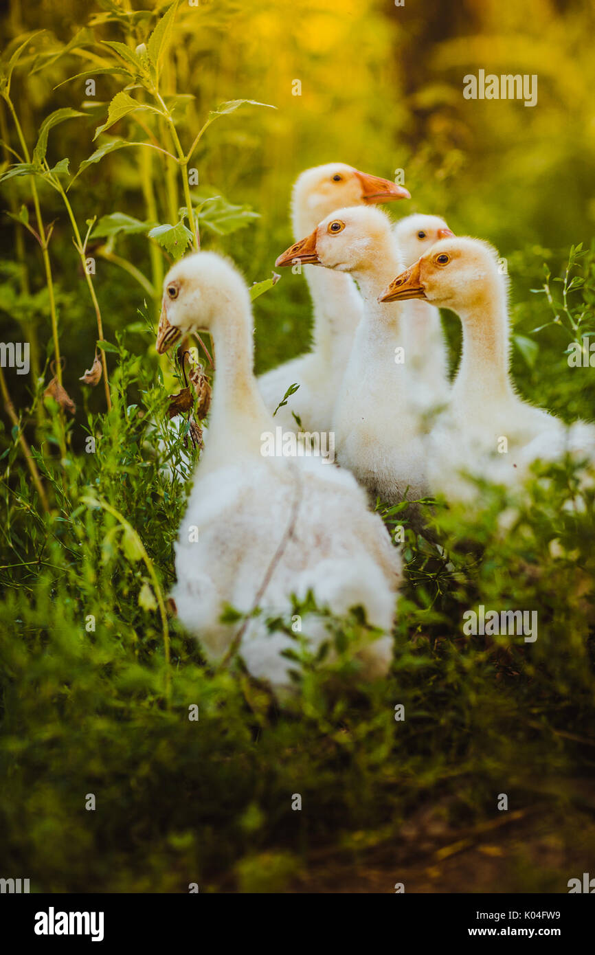 Five young goose together sit in the grass Stock Photo - Alamy