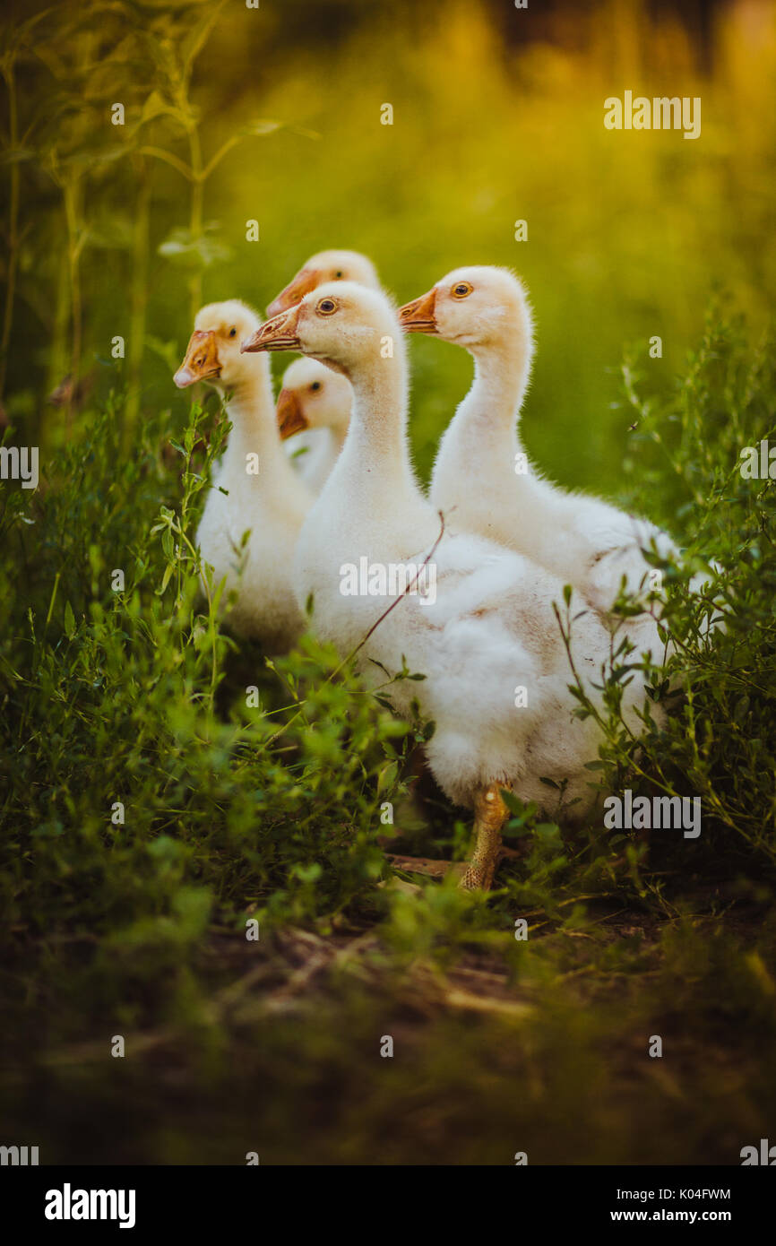 Five young goose together sit in the grass Stock Photo - Alamy