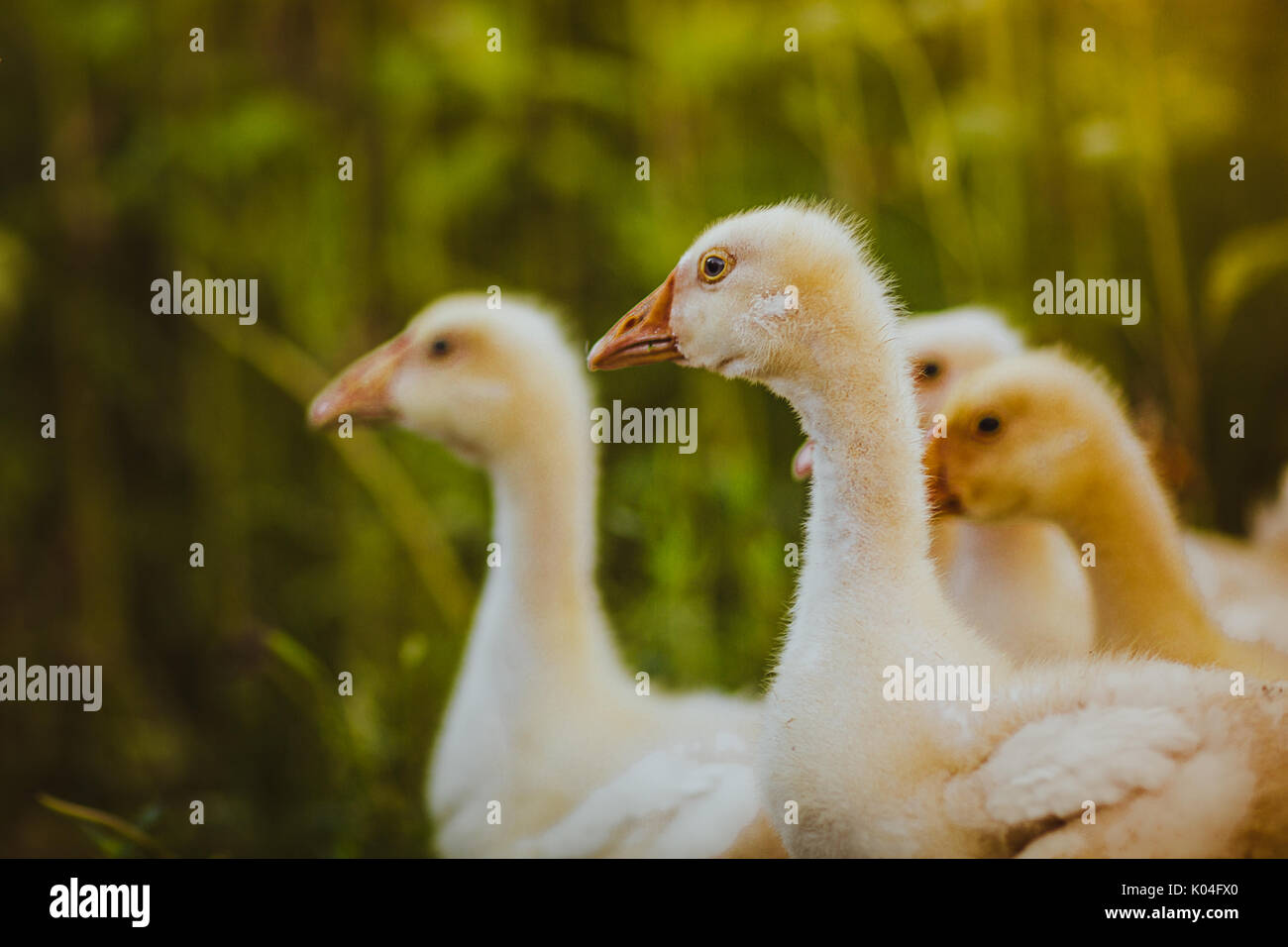 Five young goose together sit in the grass Stock Photo - Alamy