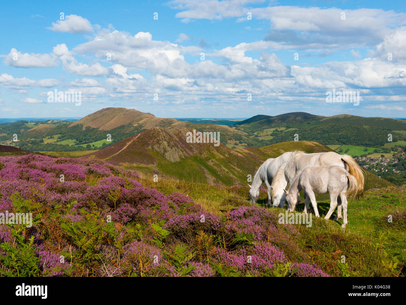 Three Wild Ponies High Resolution Stock Photography and Images - Alamy