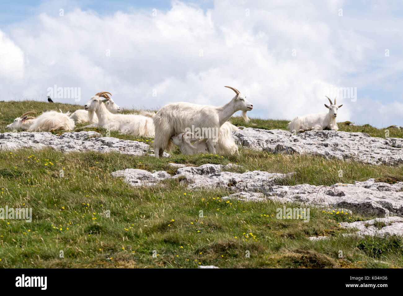 Kashmiri goats llandudno hi-res stock photography and images - Alamy