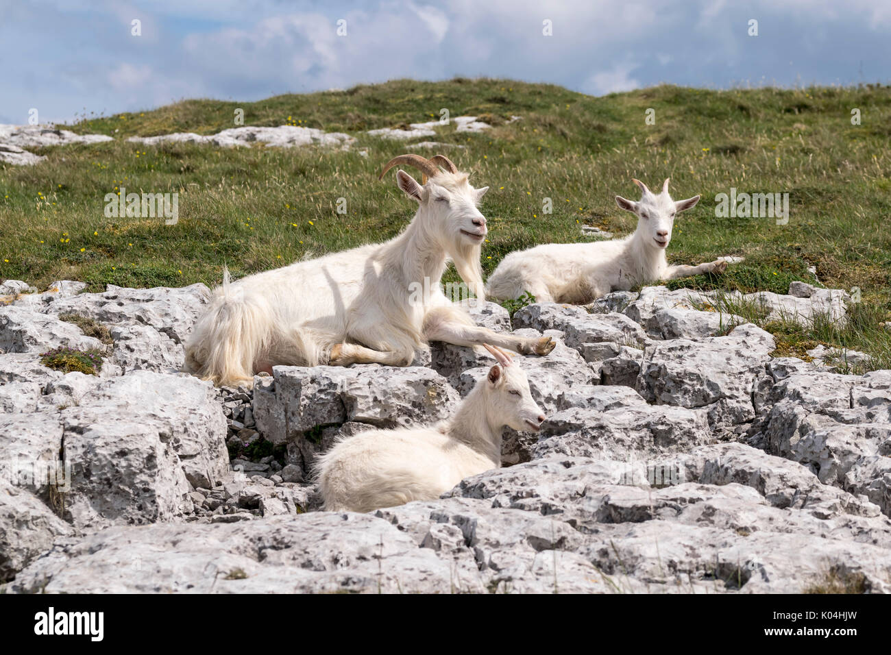 Kashmiri goats wales hi-res stock photography and images - Alamy