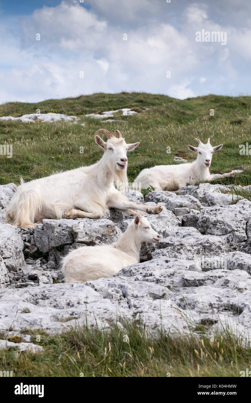 Kashmiri goats wales hi-res stock photography and images - Alamy