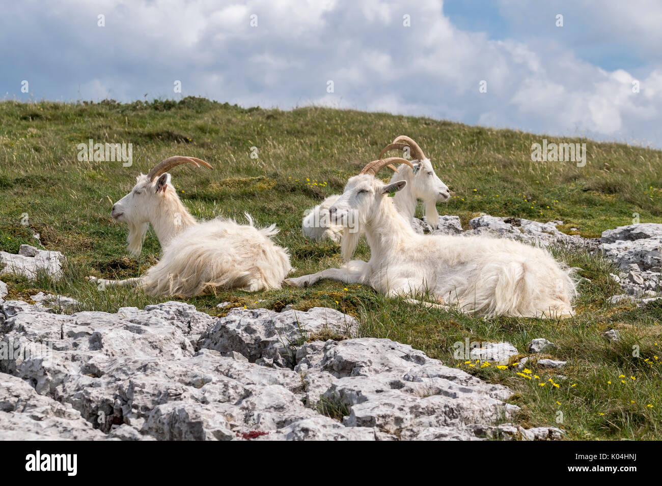 Kashmiri goats llandudno hi-res stock photography and images - Alamy