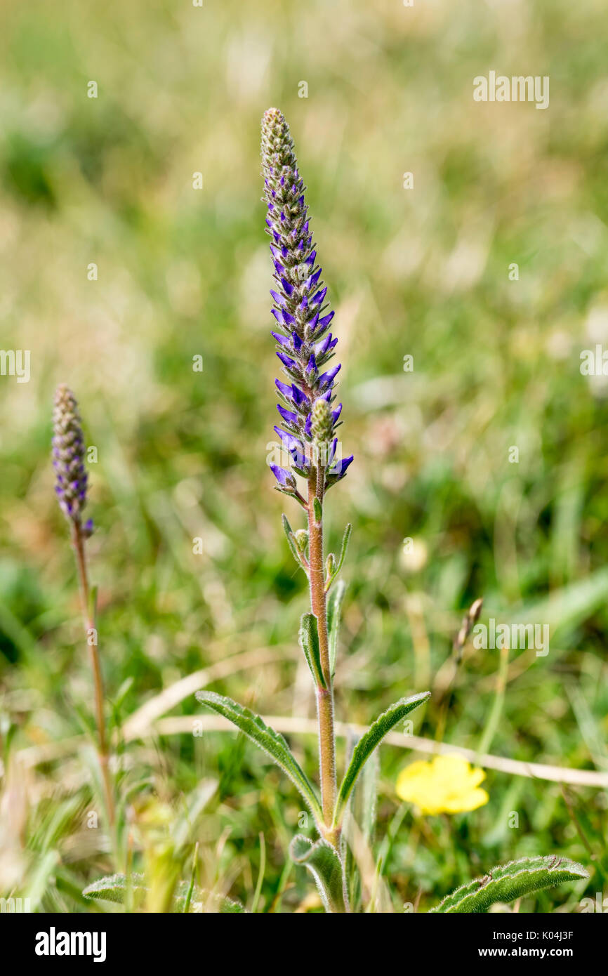Spiked Speedwell growing on the Great Ormes Head North Wales Stock ...