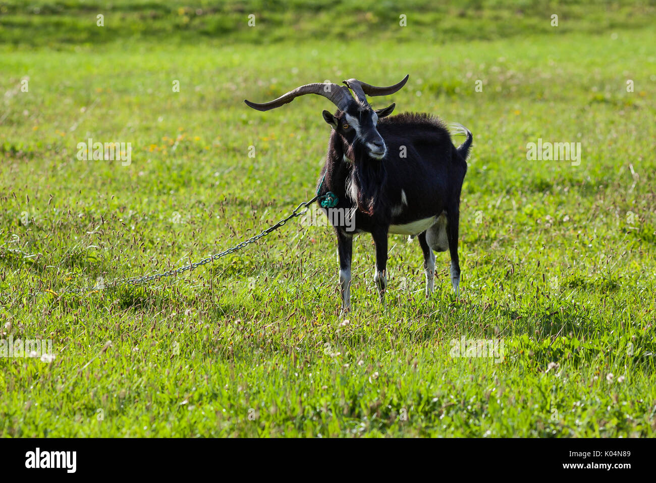 Black Male Goat High Resolution Stock Photography and Images - Alamy