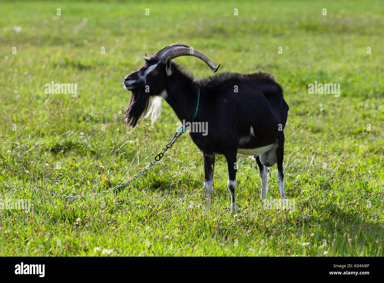 Goat male hi-res stock photography and images - Alamy
