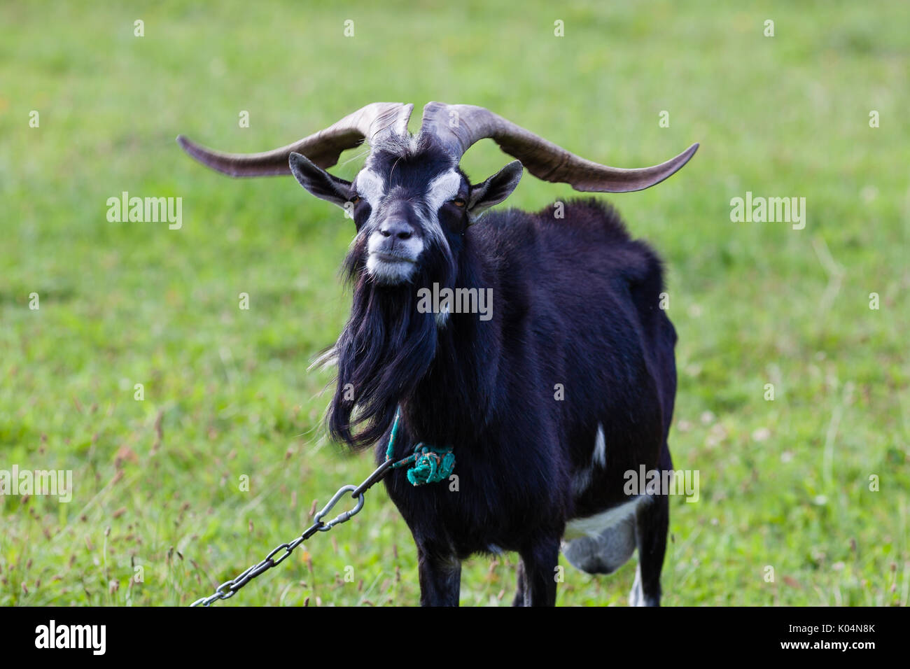 Black goat hi-res stock photography and images - Alamy