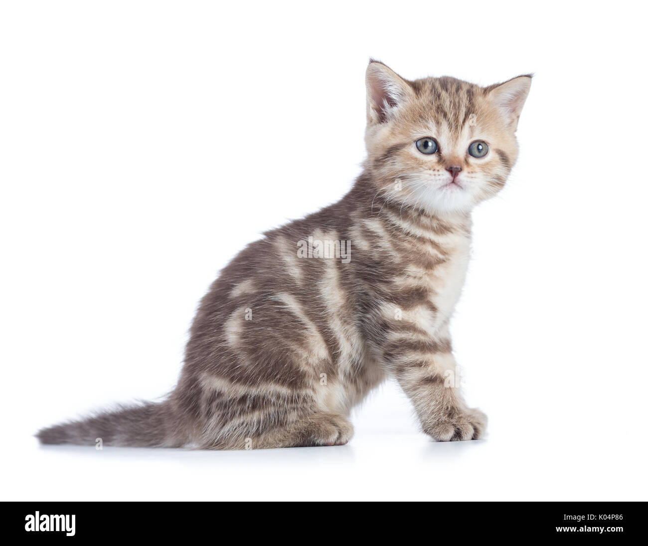 Sitting young cat full length isolated Stock Photo - Alamy