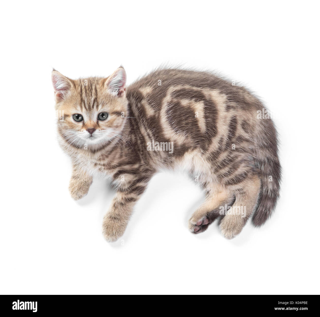 Lying kitten cat top view isolated Stock Photo - Alamy
