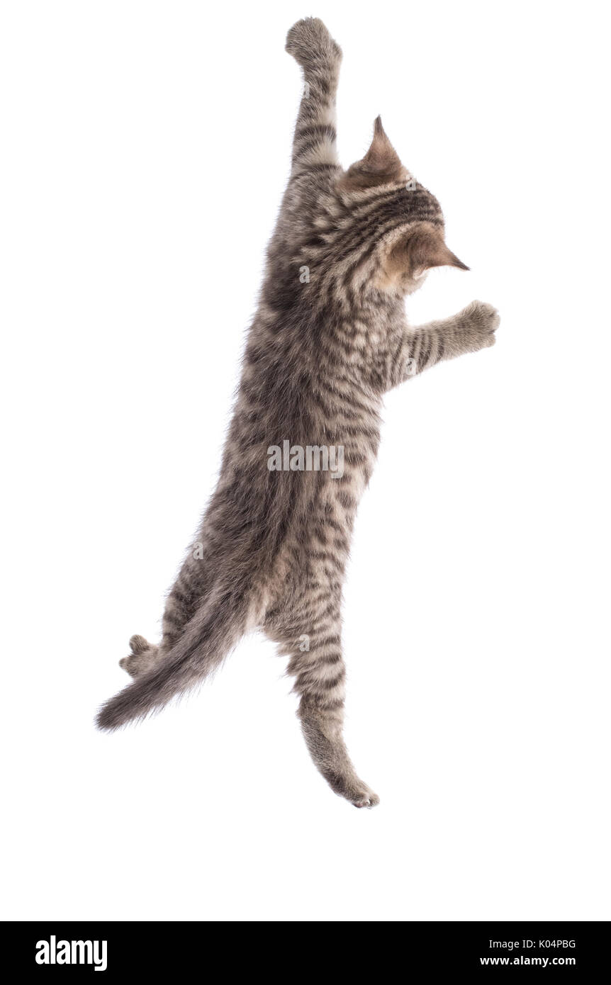 Funny cat hanging on white background Stock Photo - Alamy
