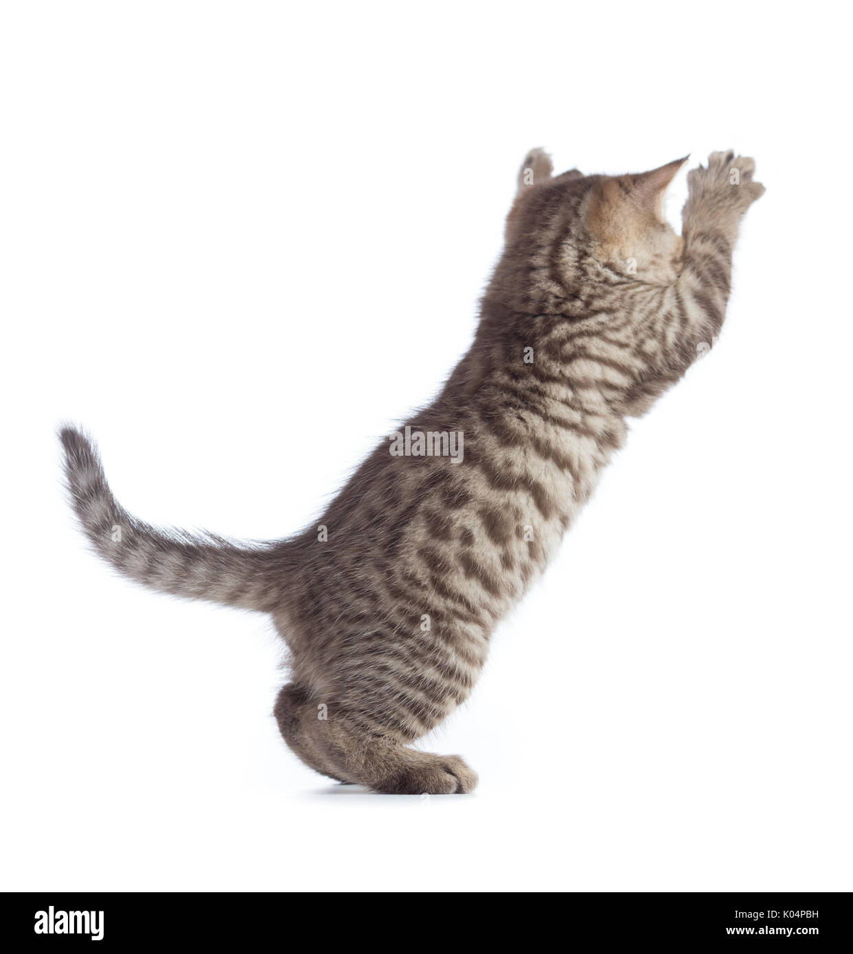 jumping cat rear view isolated Stock Photo - Alamy