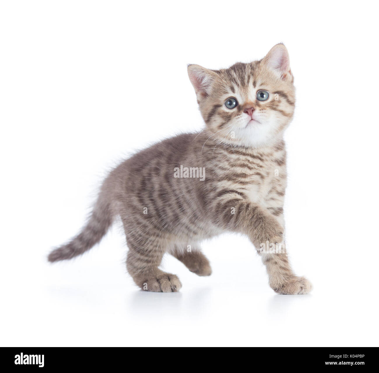 Funny kitten cat standing front view Stock Photo - Alamy