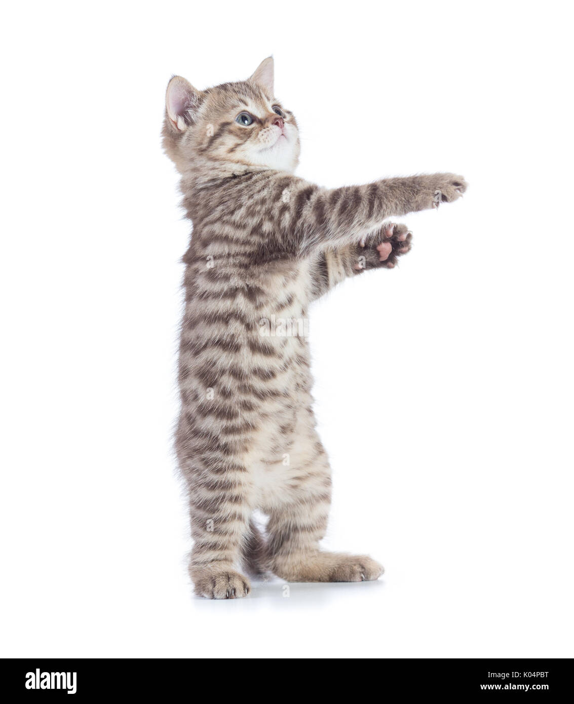 Funny cat standing side view isolated on white Stock Photo - Alamy
