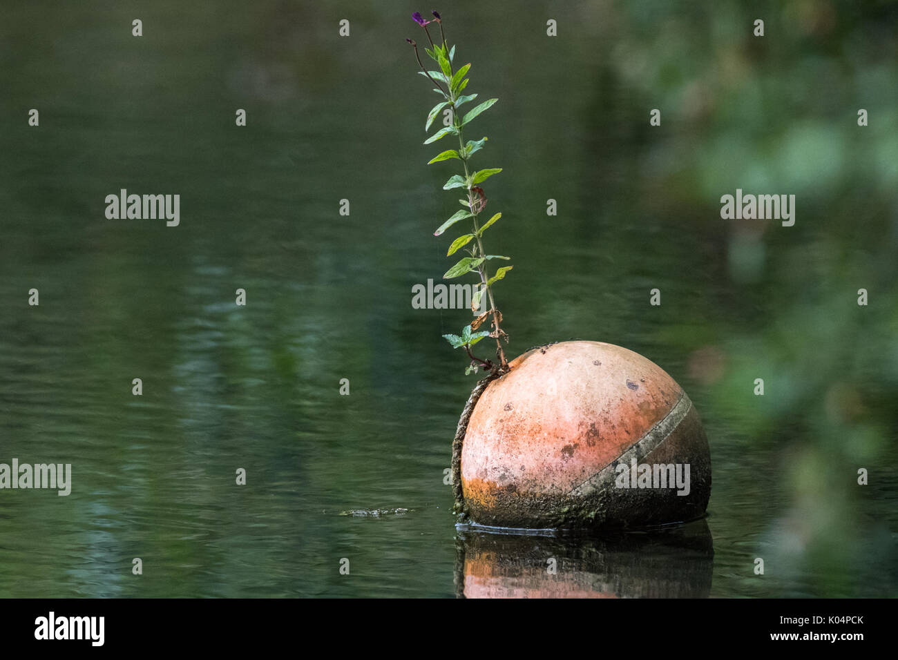 Ball type float with a Willowherb wildflower growing from it Stock ...