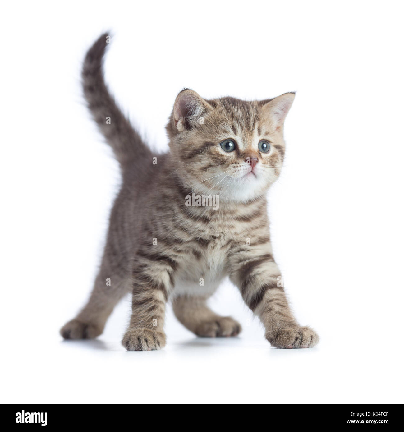 Young cat front view standing isolated Stock Photo - Alamy