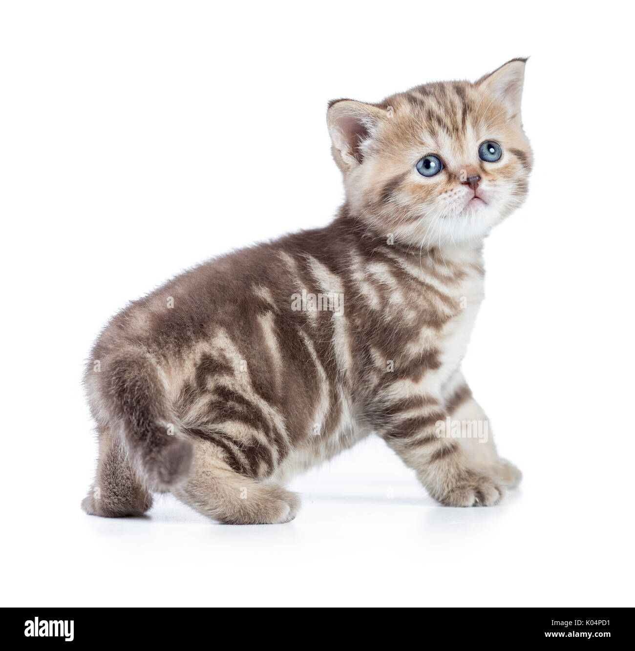 Young baby cat side view isolated Stock Photo - Alamy