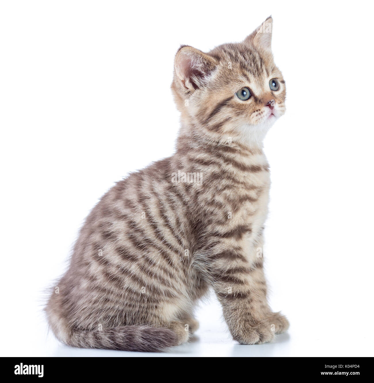 Sitting young cat full length isolated Stock Photo - Alamy