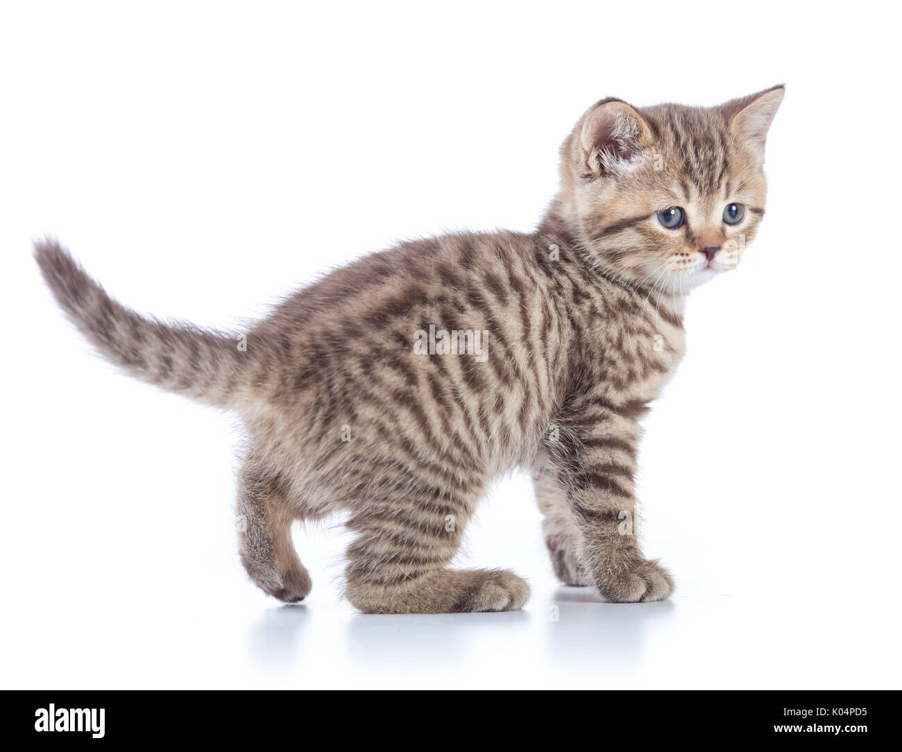 Young tabby cat side view. Walking kitten isolated Stock Photo - Alamy