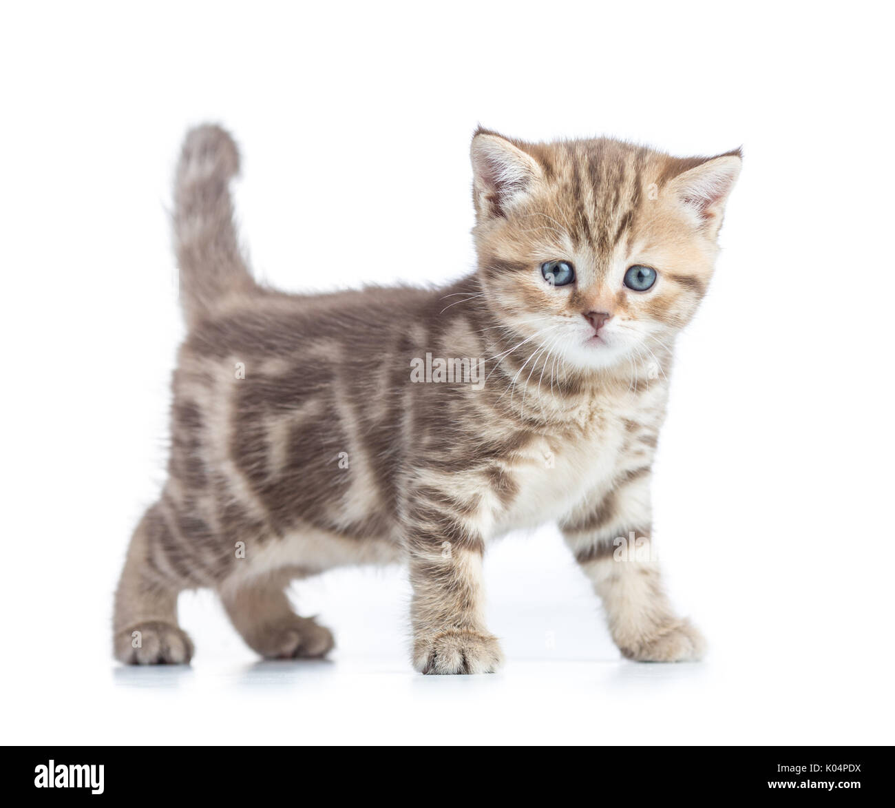 Young cat side view. Walking tabby kitten isolated Stock Photo - Alamy