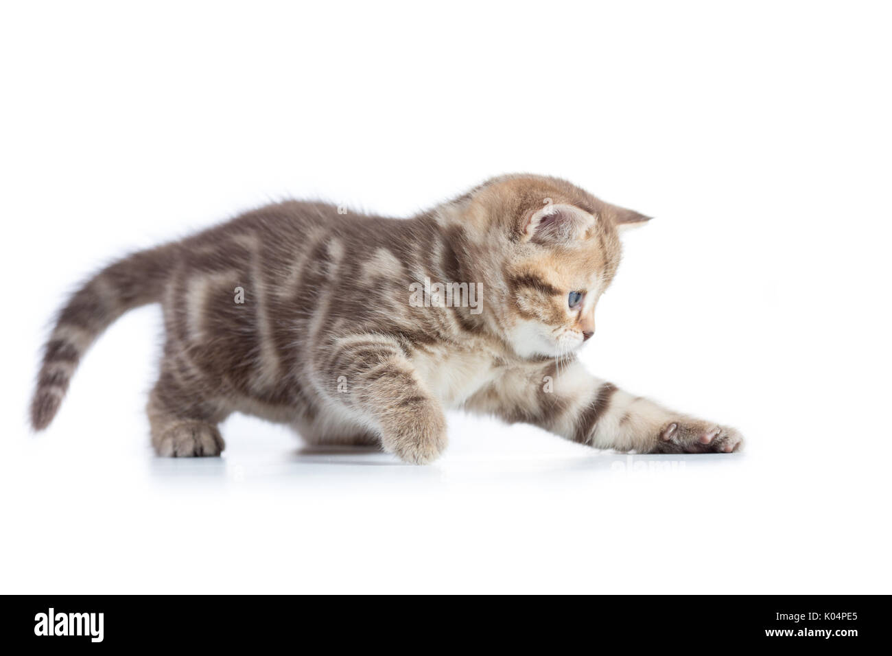 Young funny cat catching something isolated Stock Photo - Alamy