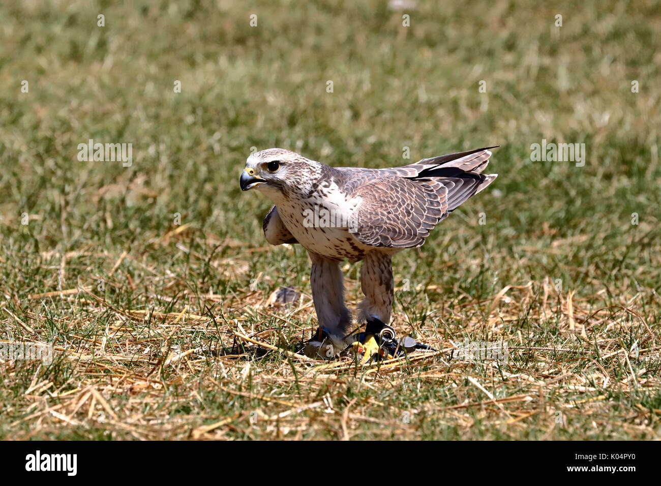 Peregrine Lanner Falcon High Resolution Stock Photography and Images ...