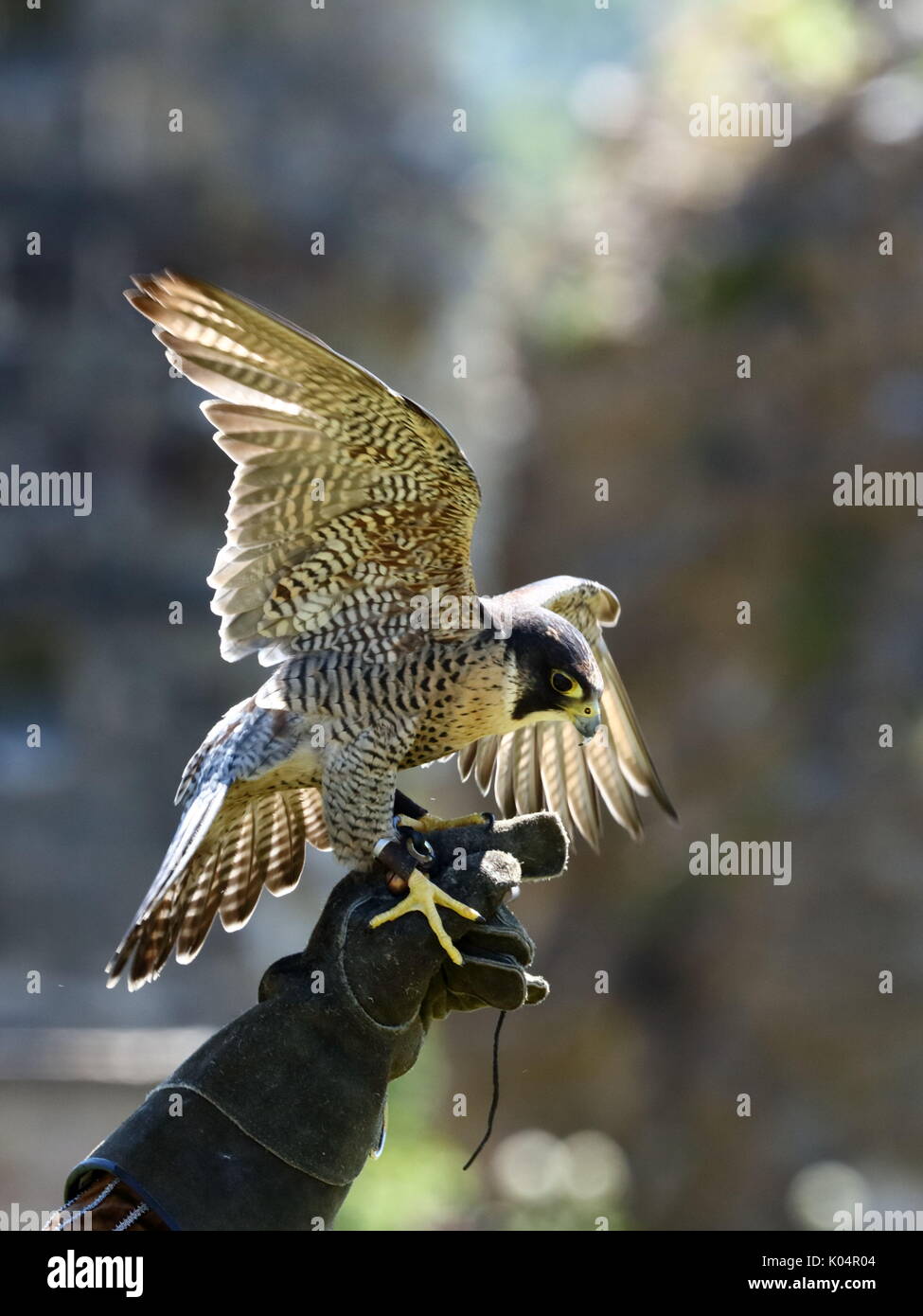 Peregrine falcon on handler’s glove, Dorset UK, presented by Albion ...