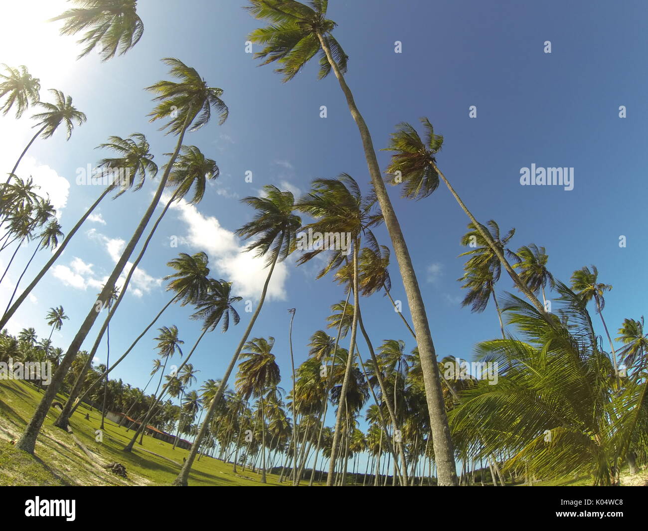 Palm trees wave during strong winds in northeast Brazil Stock Photo - Alamy