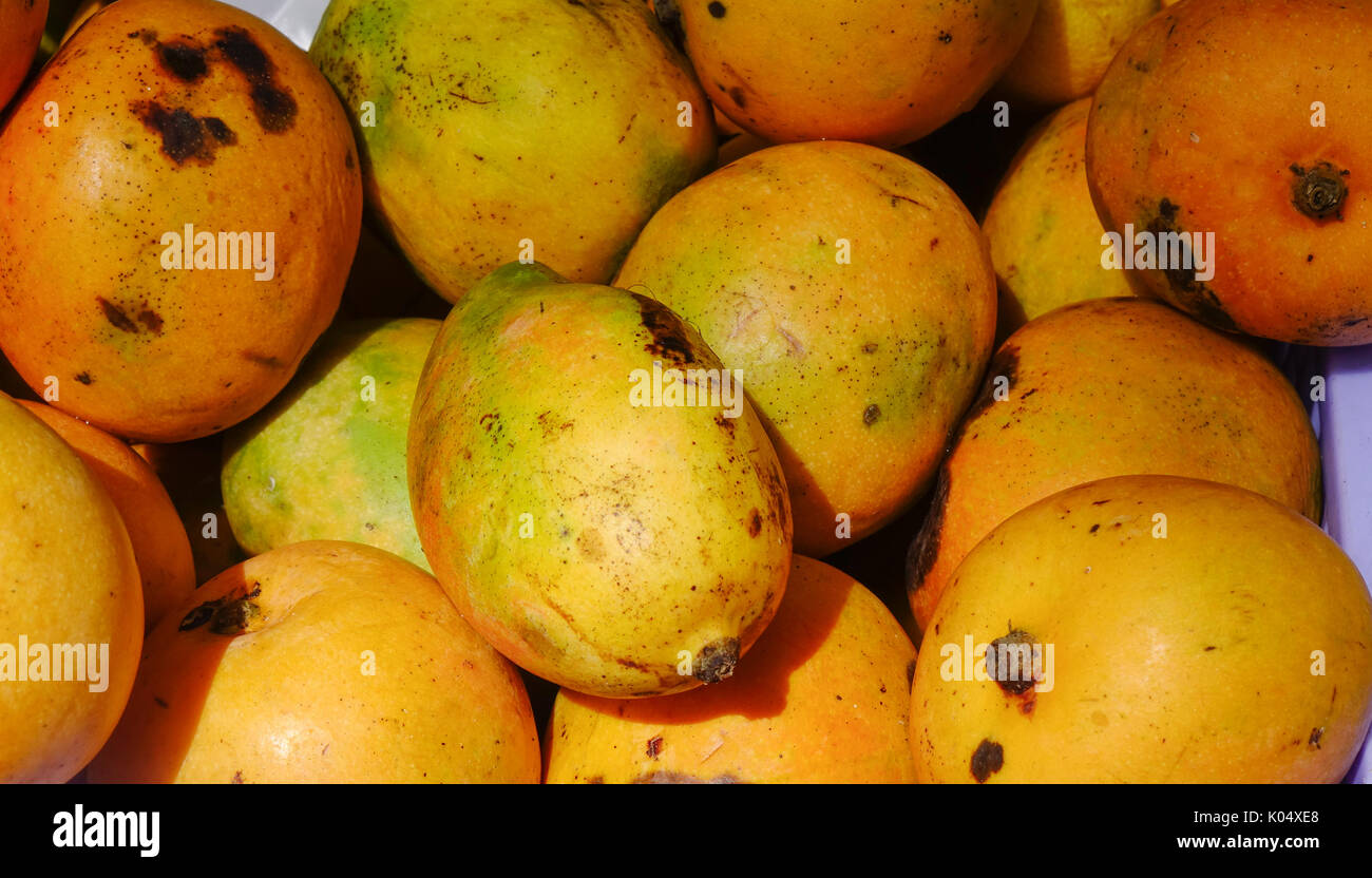 Selling mango fruits at rural market in Mahebourg, Mauritius. Mahebourg ...