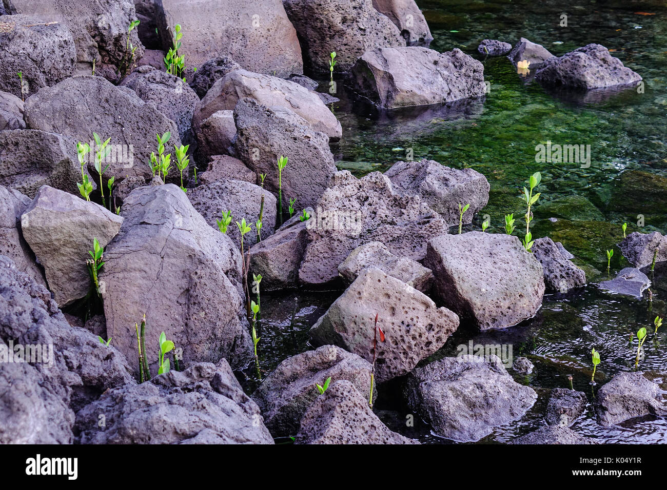 Volcanic rocks on the beach in Mauritius. Mauritius is an island nation ...