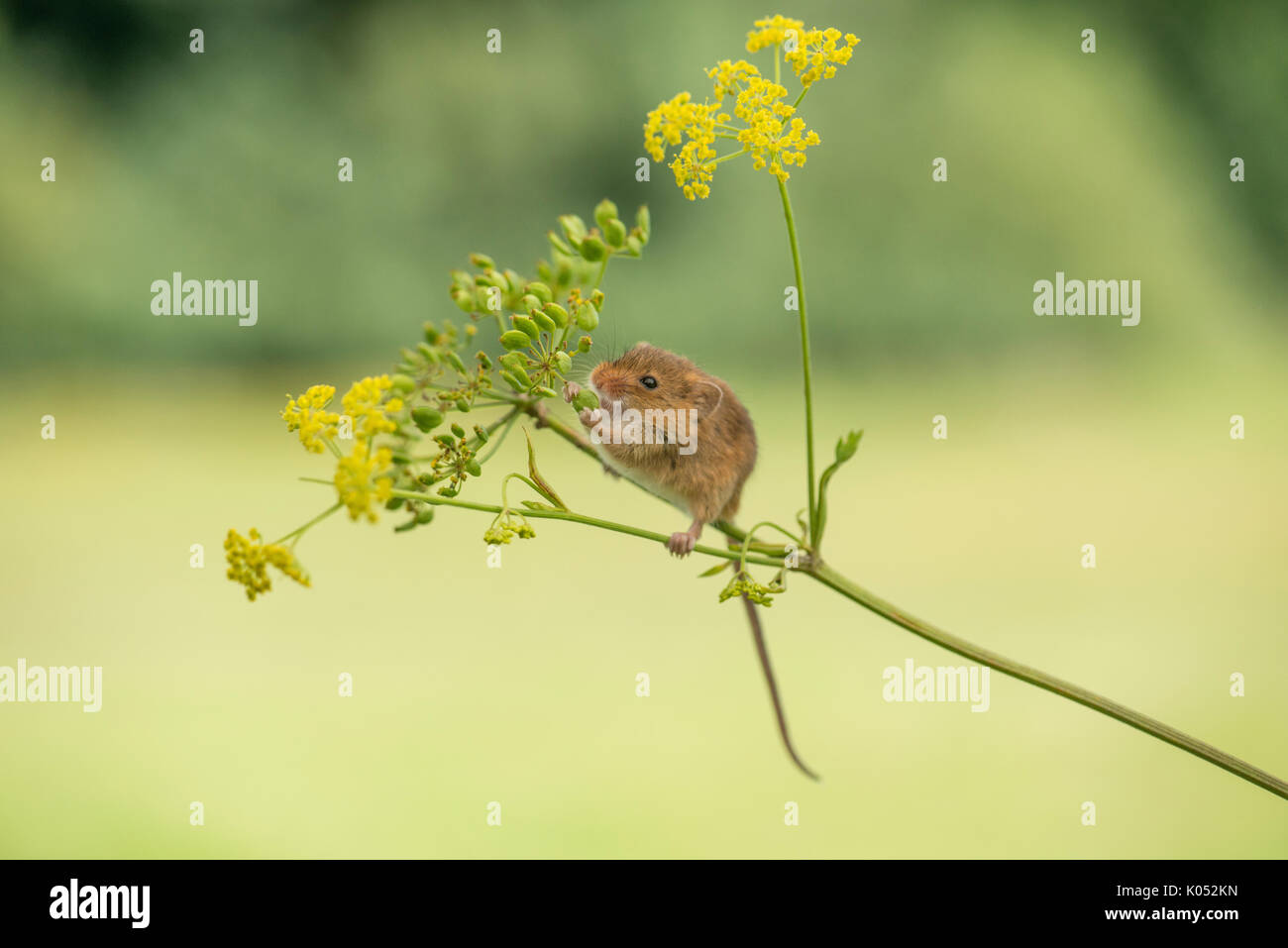 Harvest mouse (Micromys minutus) eating seeds and flowers of wild ...