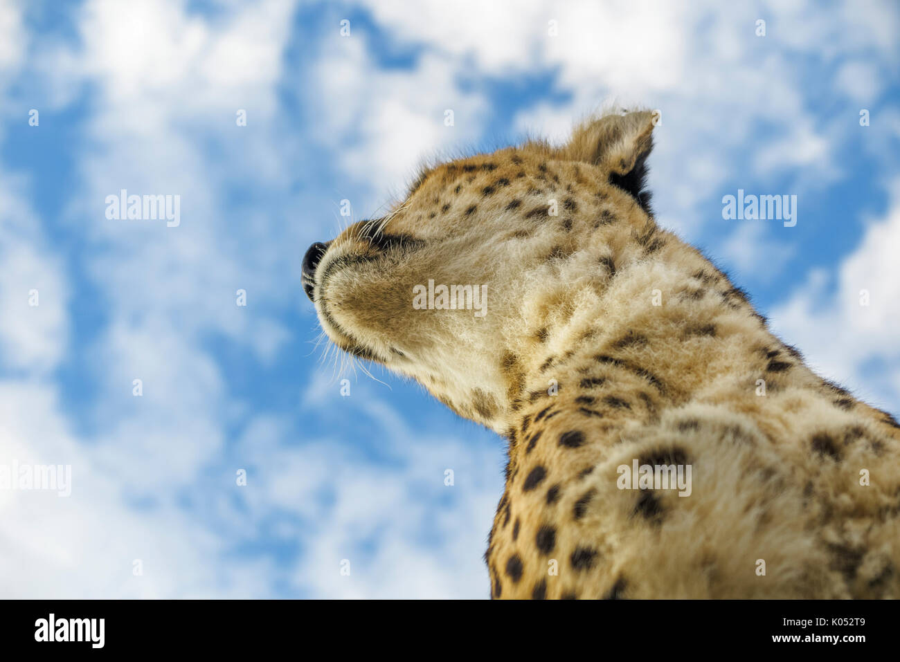 Cheetah fur coat hi-res stock photography and images - Alamy