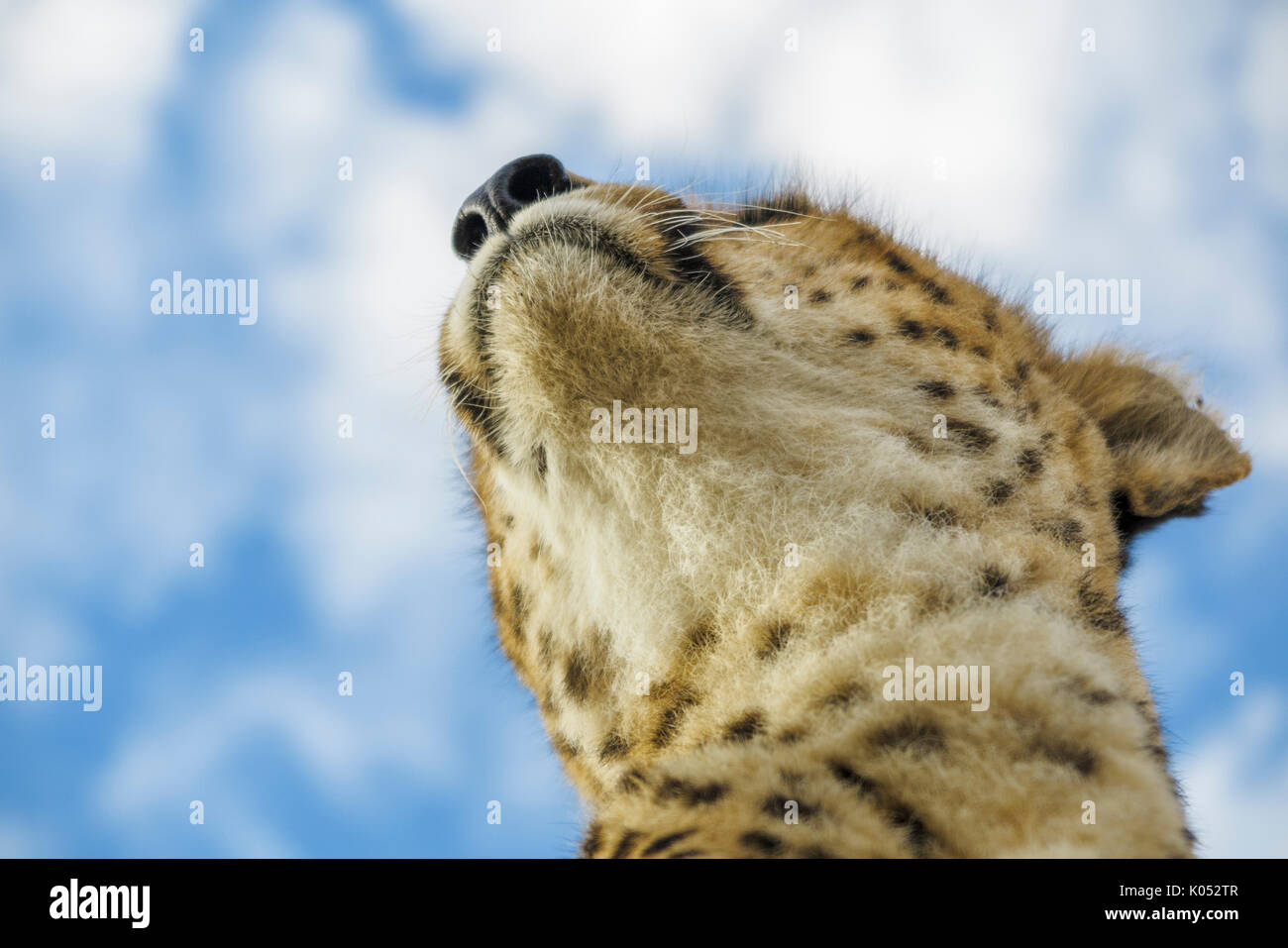 Cheetah fur coat hi-res stock photography and images - Alamy