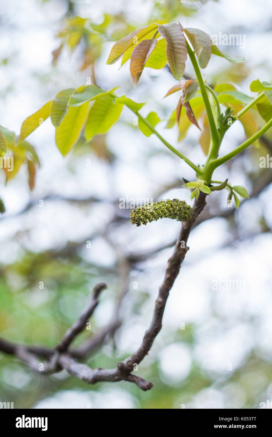 Walnut tree flower in spring garden Stock Photo - Alamy