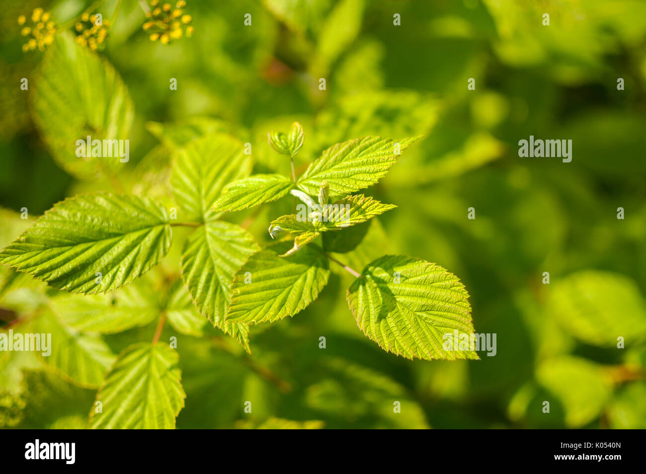 American red raspberry rubus idaeus hi-res stock photography and images ...
