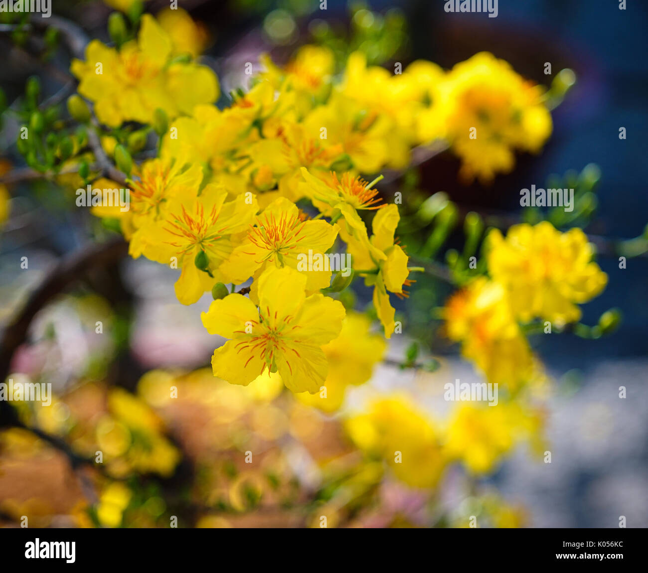 Ochna integerrima flowers at spring time in Saigon, southern Vietnam ...