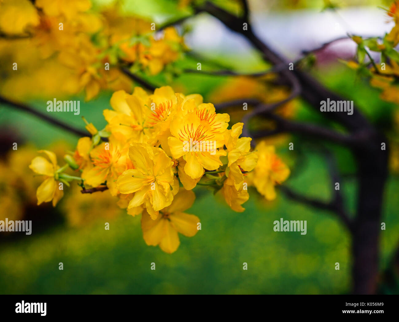 Vietnamese mickey mouse plant hi-res stock photography and images - Alamy