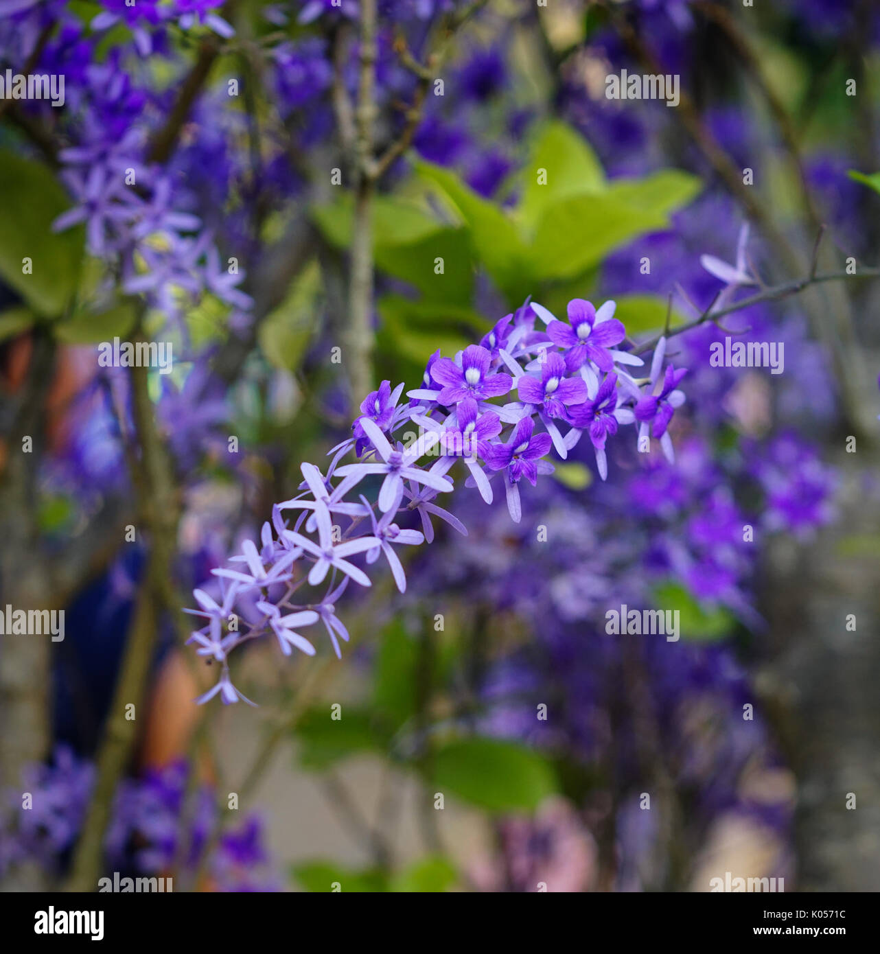 Petrea volubilis flowers hi-res stock photography and images - Alamy