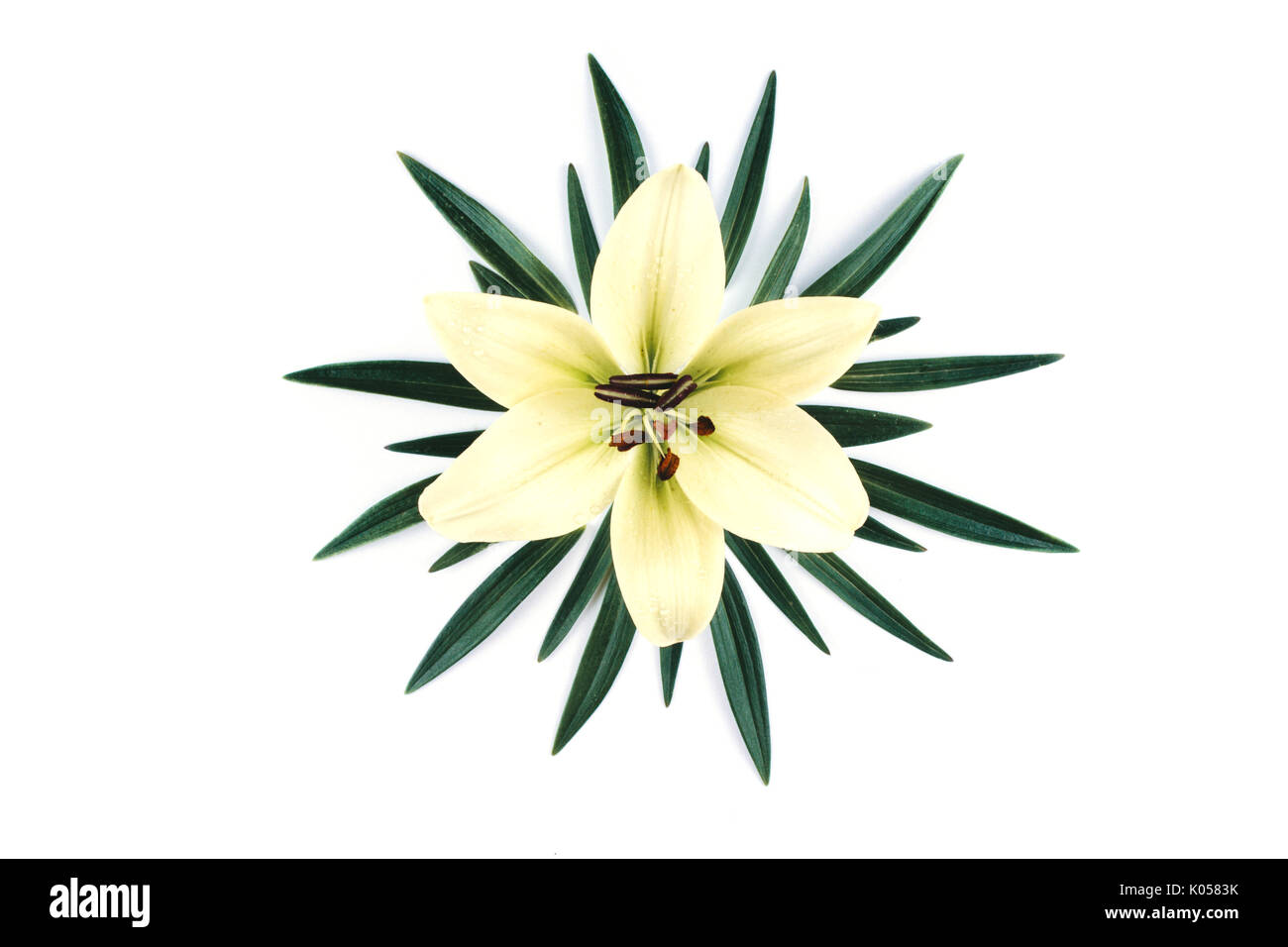 Beautiful big white lily with leaves isolated on a white background ...