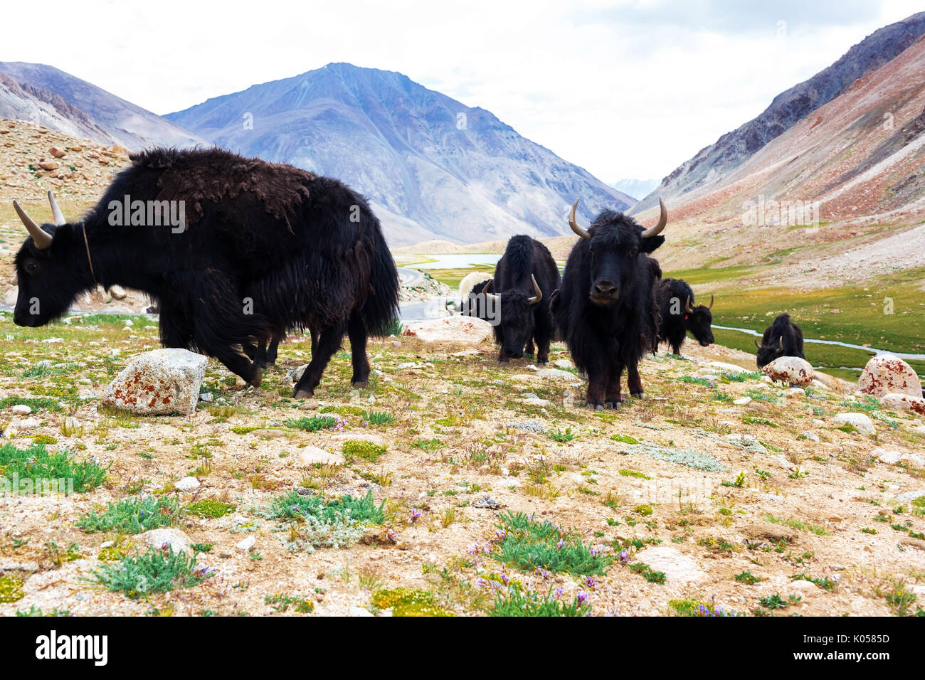 Yaks with natural landscape in Leh Ladakh, Jammu and Kashmir, India Stock Photo - Alamy