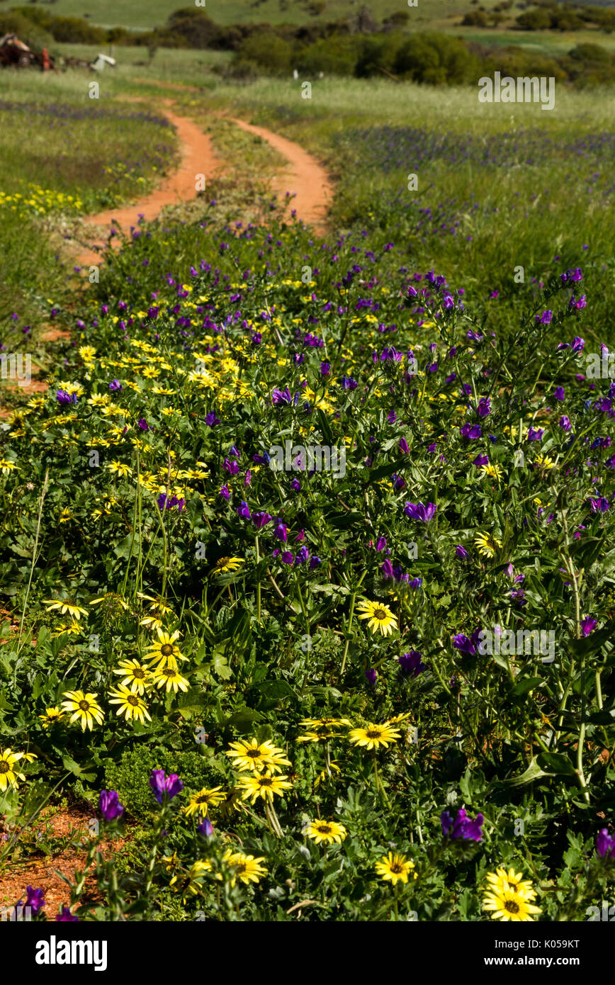Spring flowers by farm track Stock Photo - Alamy