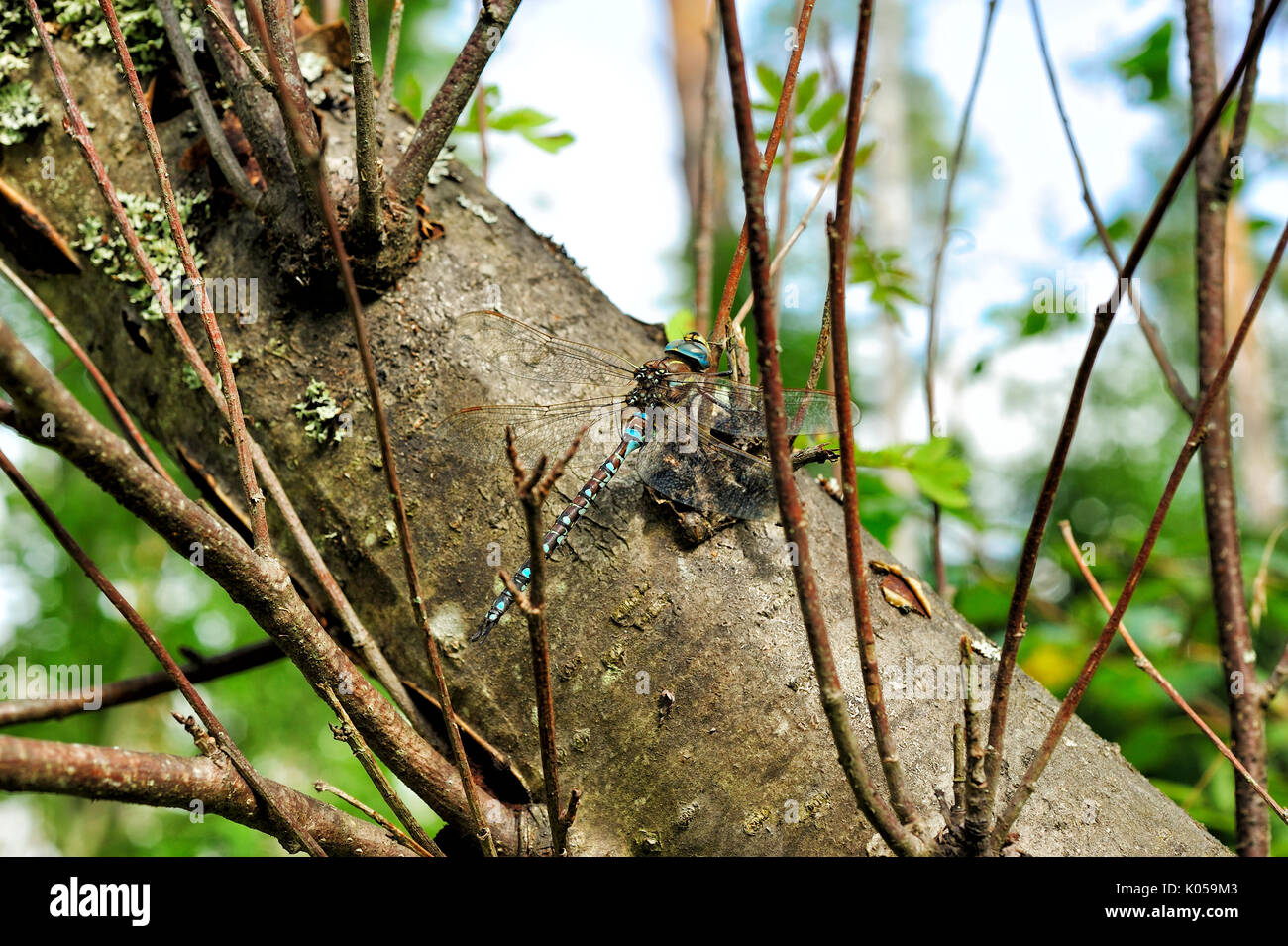 big dragonfly sitting on a tree in the forest Stock Photo - Alamy
